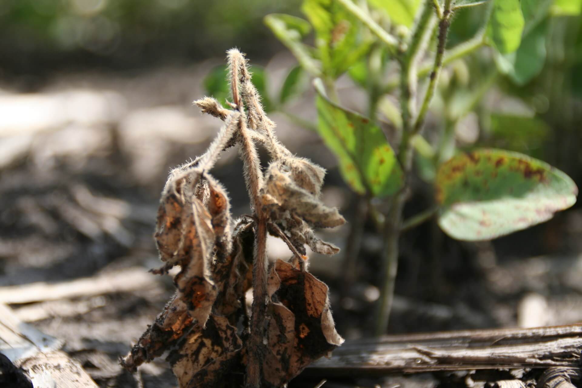 Seedling Diseases: Biology, Management and Education - Research ...