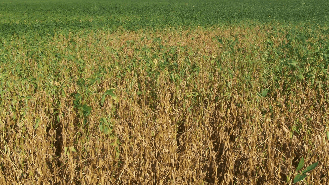 Charcoal Rot - Soybean Disease - Soybean Research & Information Network