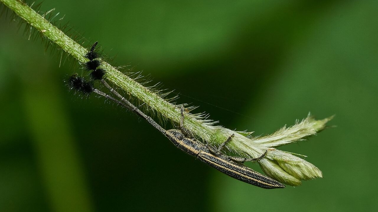 Soybean Stem Borer - Soybean Pest - Soybean Research & Information Network