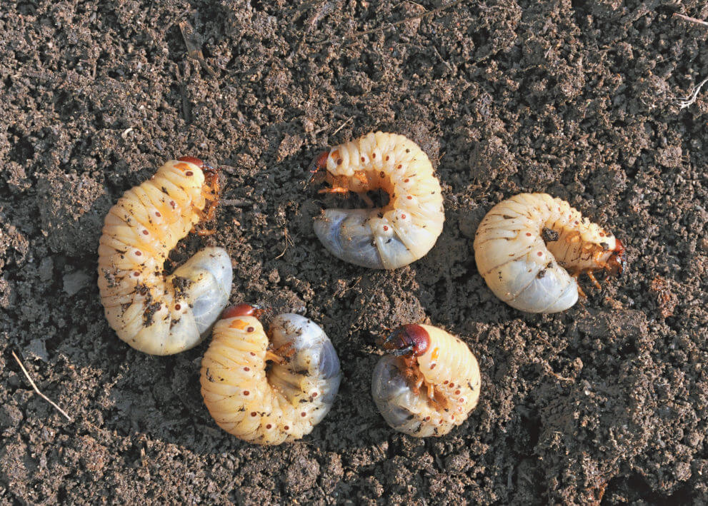 White Grubs - Soybean Pest - Soybean Research & Information Network - SRIN