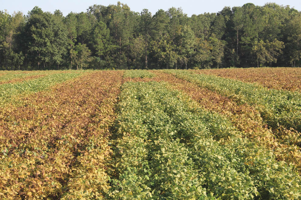 Promotion board continues to fund rust monitoring system - Research ...