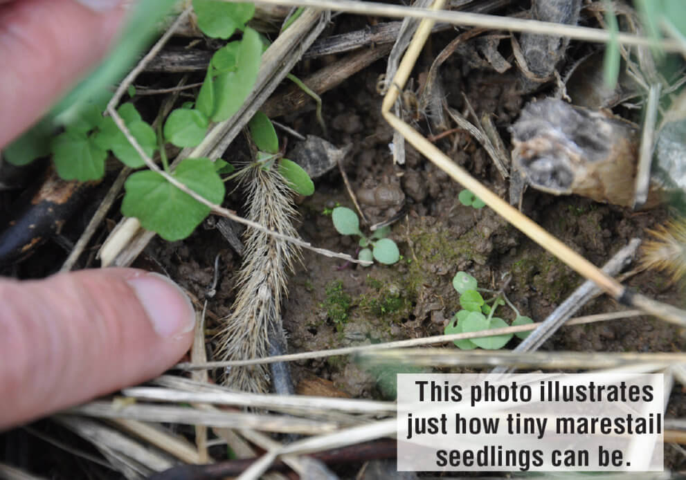 Cover crops help manage Marestail - Research Highlight - Soybean ...