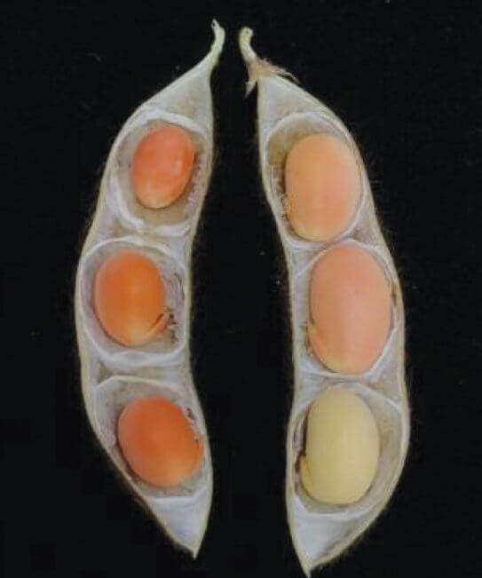 Developing and Characterizing Soybean Germplasm with Increased Oil ...