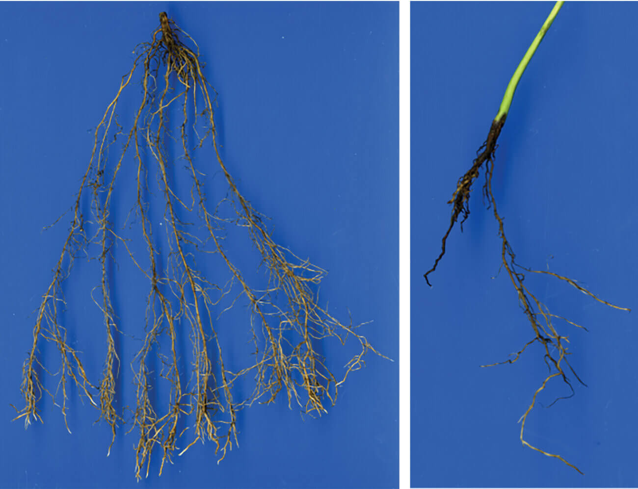 Seedling Diseases of Soybean: Characterization and Education - Research ...