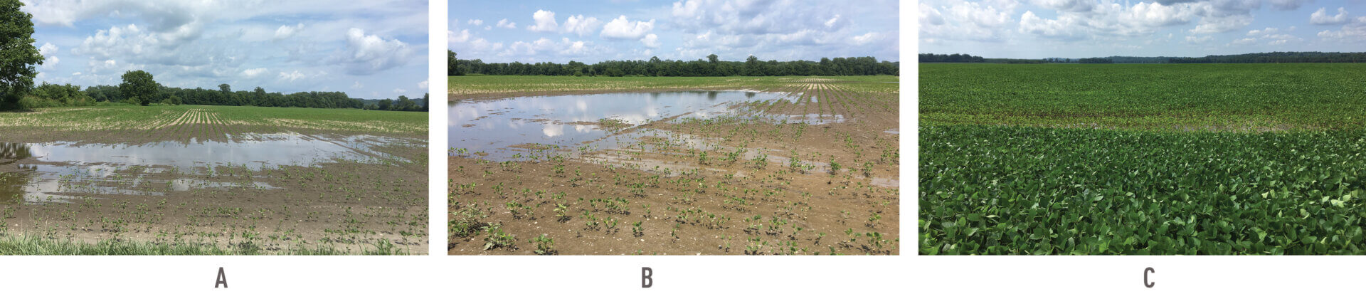 Genetic Improvement of Flood Tolerance and Best Management Practices ...