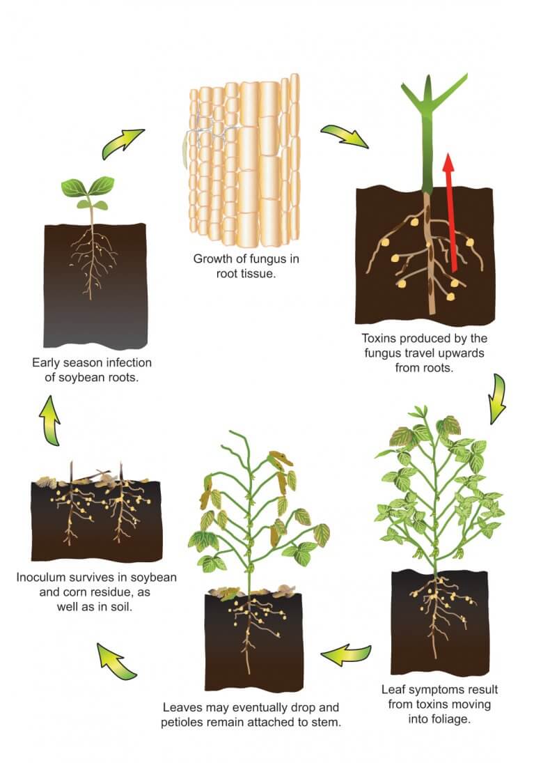 Sudden Death Syndrome - Soybean Disease - Soybean Research ...