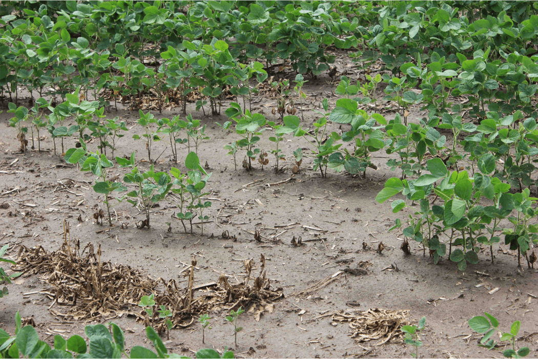 Seedling Diseases: Biology, Management and Education - Research ...