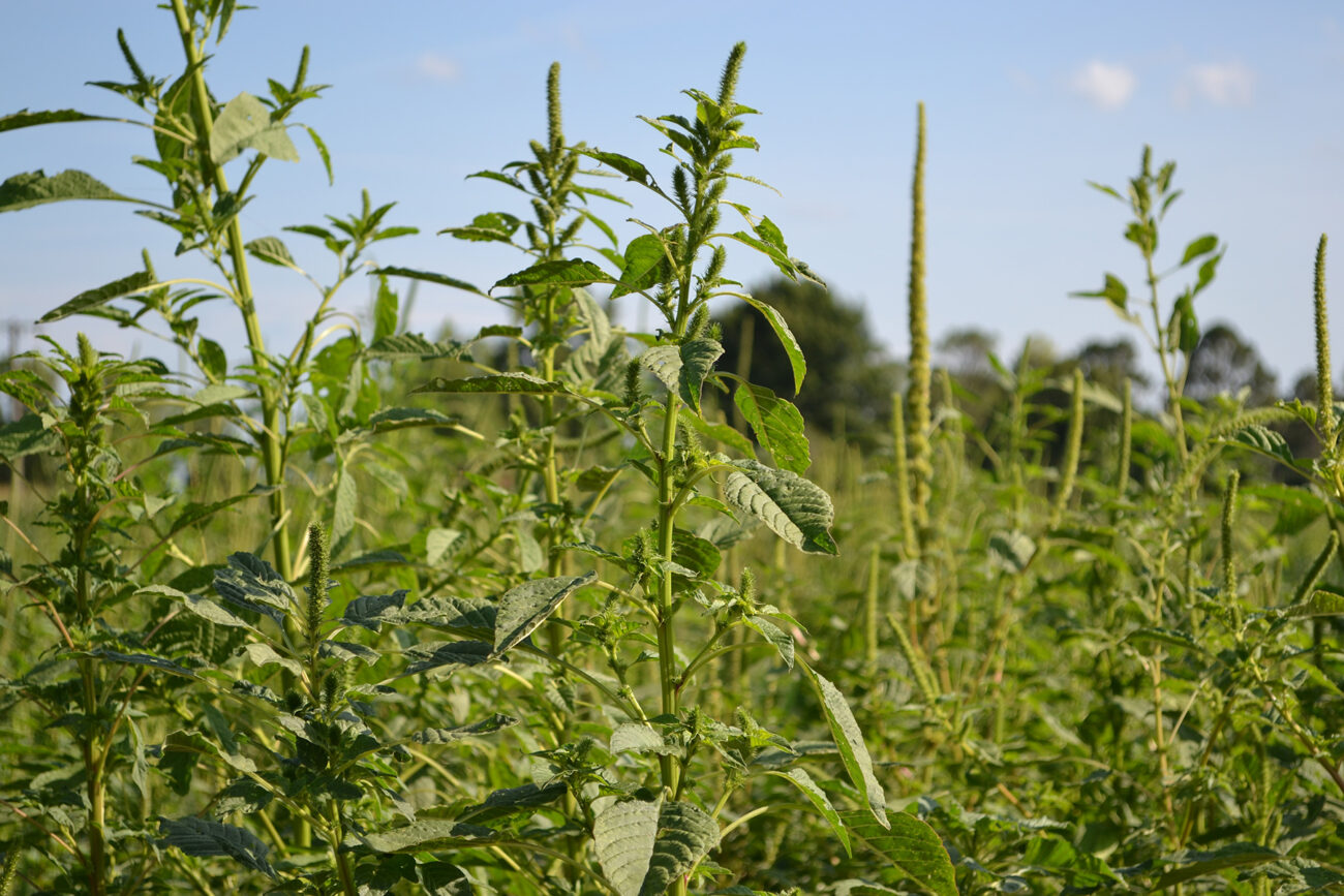 Weed Management - Soybean Research & Information Network - SRIN