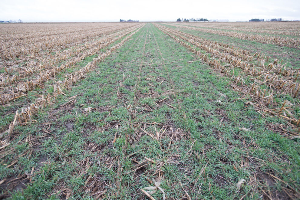 Cover Crops - Soybean Research & Information Network - SRIN