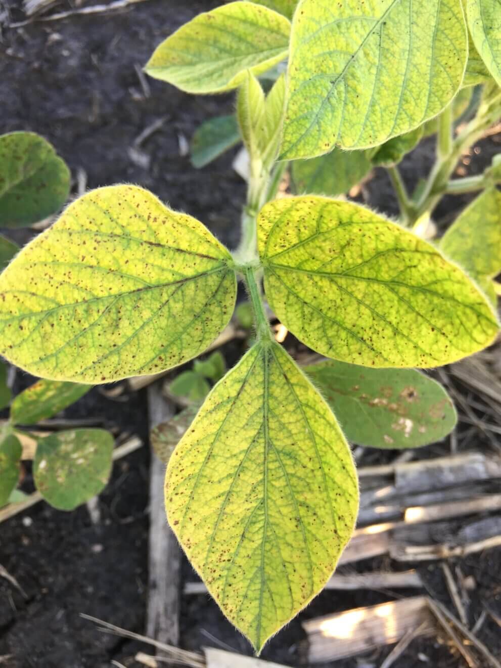 Soil Fertility - Soybean Research & Information Network - SRIN