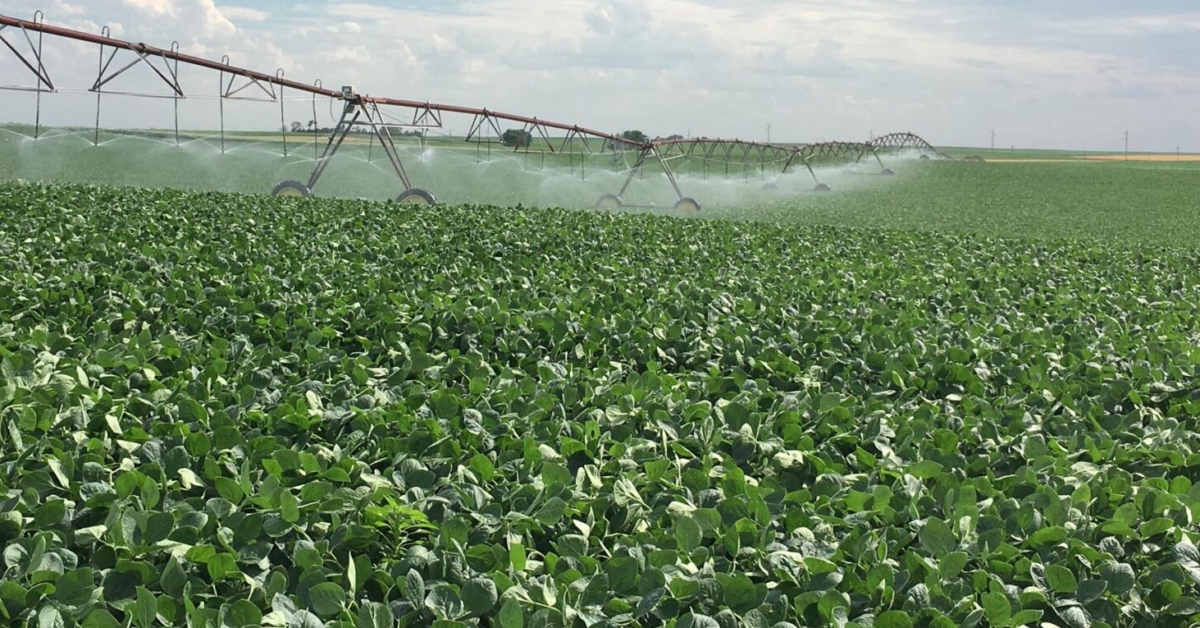 Growing Soybeans can be Achieved in Western Nebraska With Careful ...