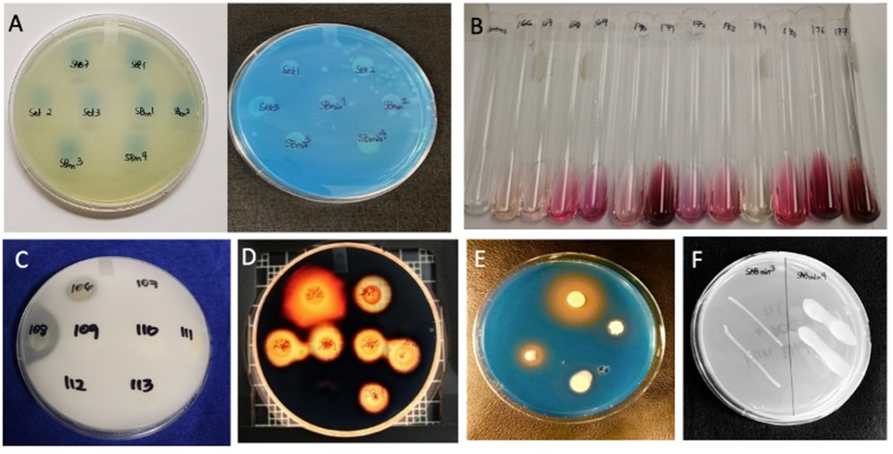 Developing Soybean Seed Treatment and Biofertilizer from Beneficial ...