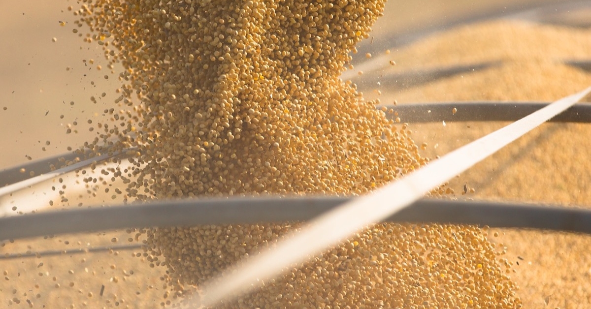 New Biotechnology Rules Will Bring Better Soybeans, Faster - Research ...