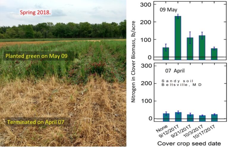 Get More From Cover Crops: Plant Green - Research Highlight - Soybean ...