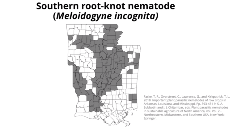 Arkansas Research Arms Soybean Farmers Against Southern Root-Knot Nematodes - Research Highlight ...
