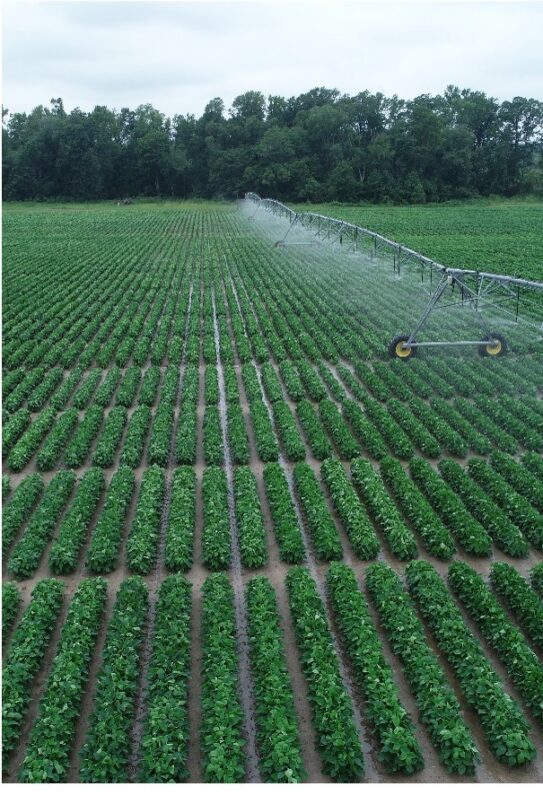 University of Georgia's Robust Soybean Breeding Program Delivers High ...