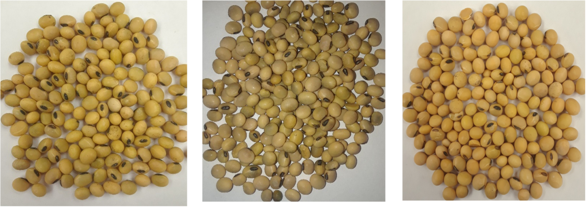 Reducing Green Color in Soybeans is Important for Grain Quality ...