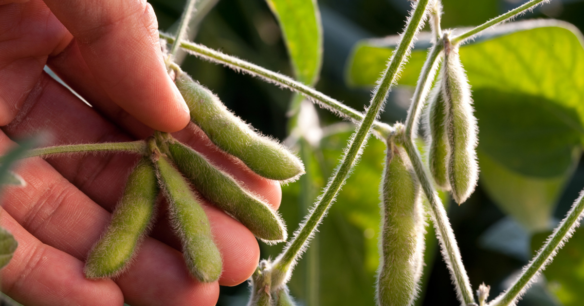 Where’s the Protein? - Research Highlight - Soybean Research ...
