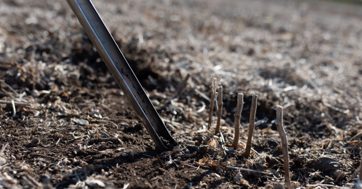 Know Your SCN Risks Before Planting Soybeans Back-to-Back - Research ...