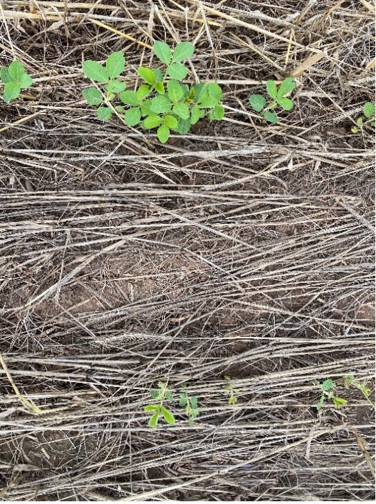Managing Worms, Bugs and Slugs in Arkansas Soybeans - Research ...
