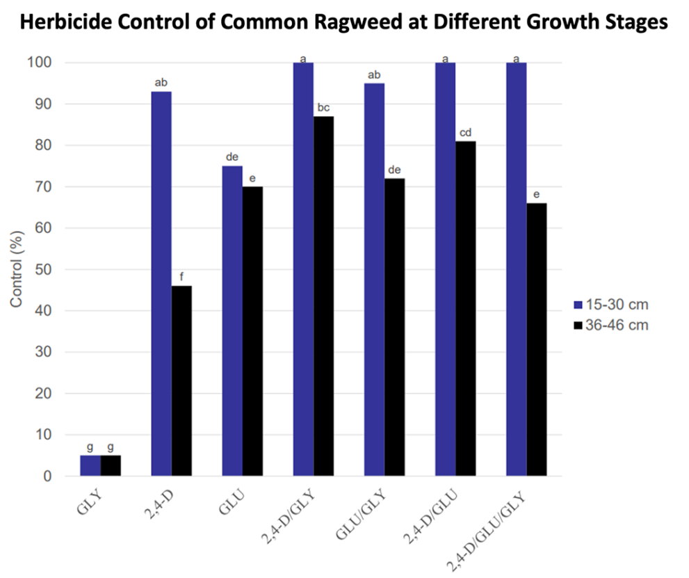Herbicide-Resistant Common Ragweed Control: Managing Large Weeds (Part ...