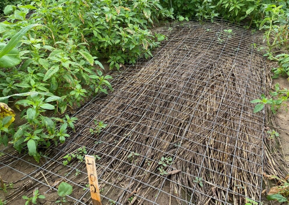 Wisconsin Researchers Explore Cereal Rye Cover Crops for Weed ...