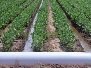 Discovery Farms Engage Arkansas Farmers in Finding Sustainable ...