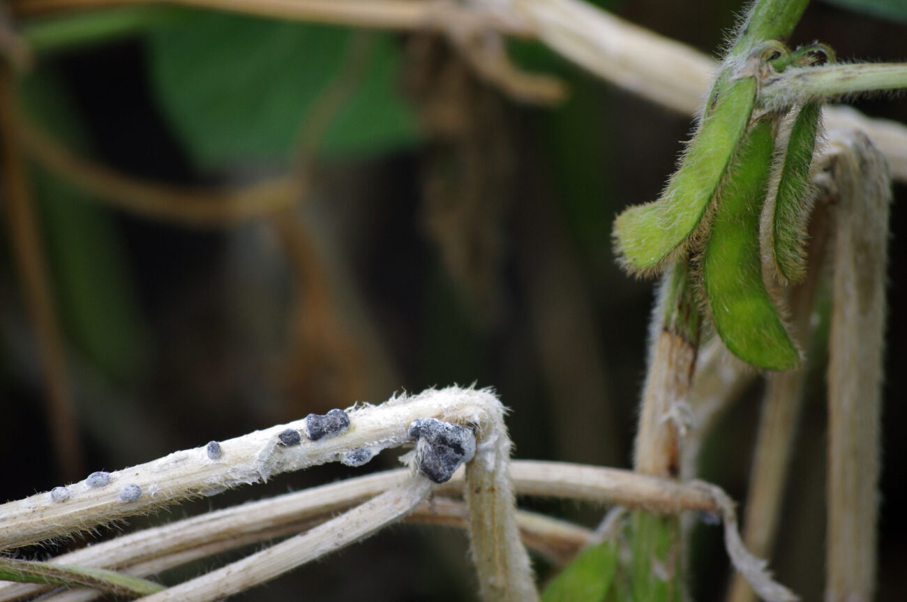Timing is Crucial for Fungicide Application to Reduce White Mold in ...