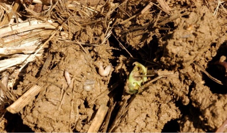 Exploring the Role of Cover Crops in Long-Term Slug Management ...