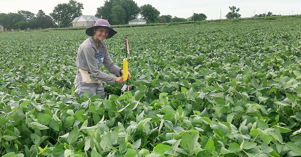 Developing a Possible New Tool in the Fight Against Insect Pests - Research Highlight - Soybean ...