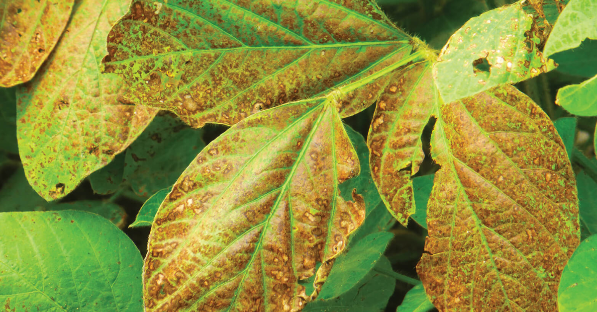 Sentinel Plots Keep Watch for Diseases - Research Highlight - Soybean ...