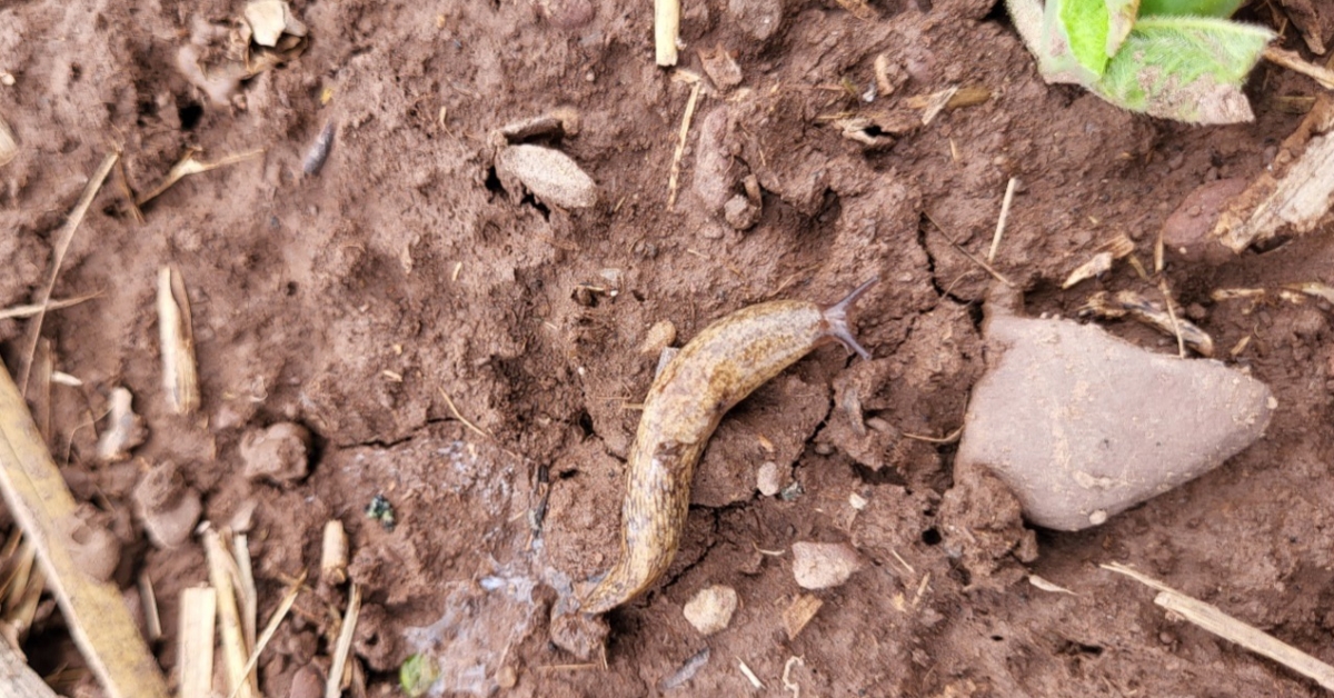Integrated Practices Manage Hard-to-Predict Slug Pressure - Research ...