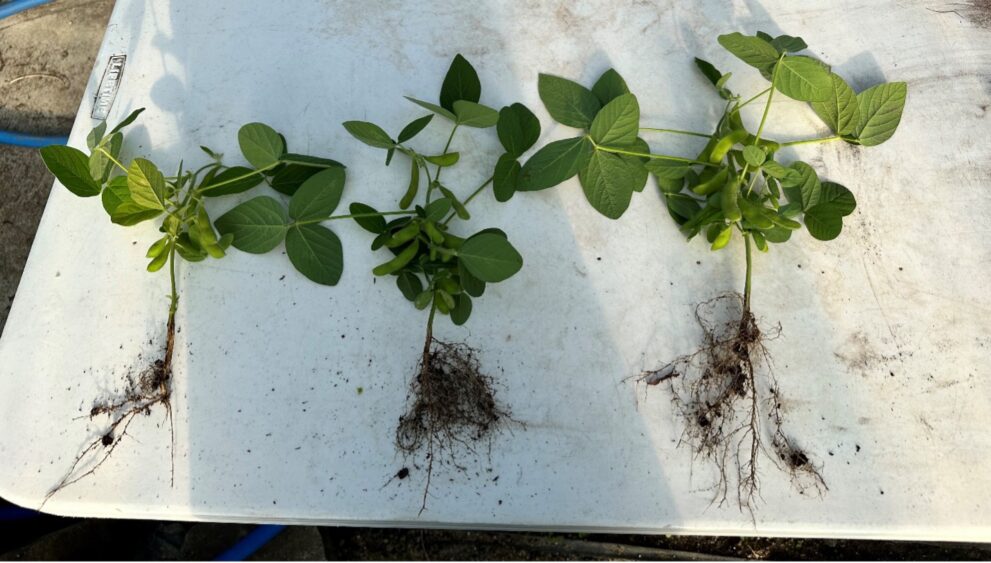 Visualizing Nematode Damage with Planter Boxes - Research Highlight ...