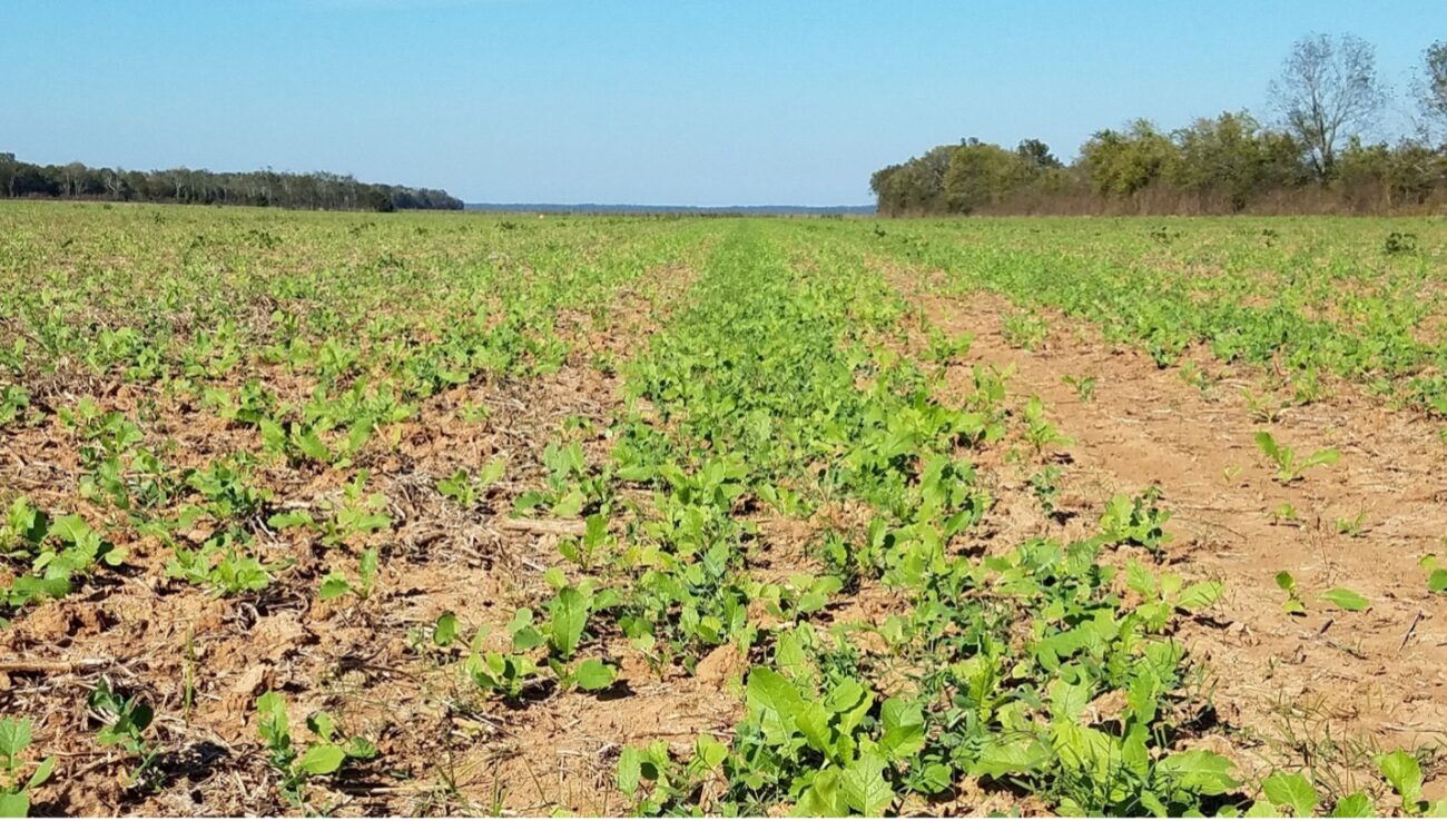 Long-Term Conservation Practices Improve Soil Chemistry - Research ...