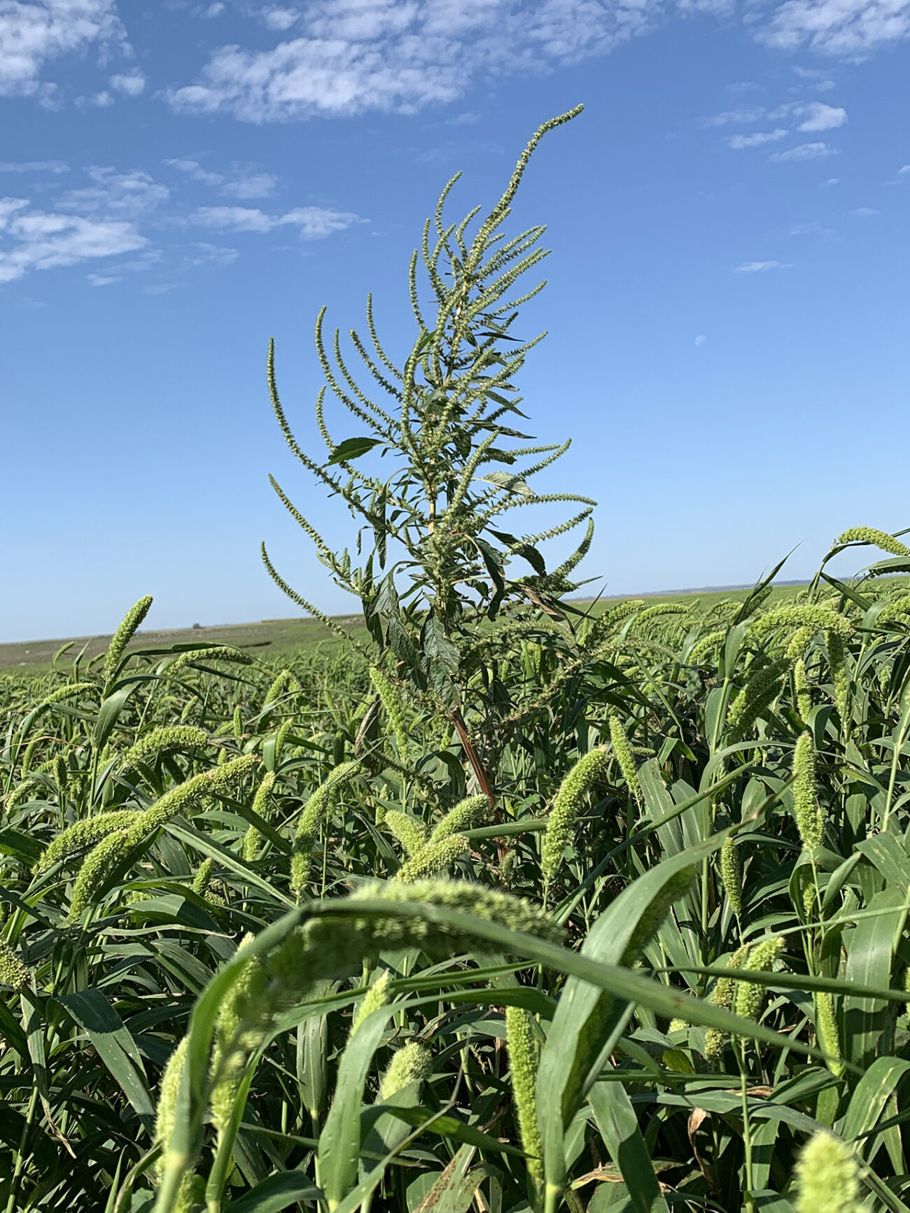The Pigweed Awareness Campaign: Spreading the Word to Reduce the Spread ...