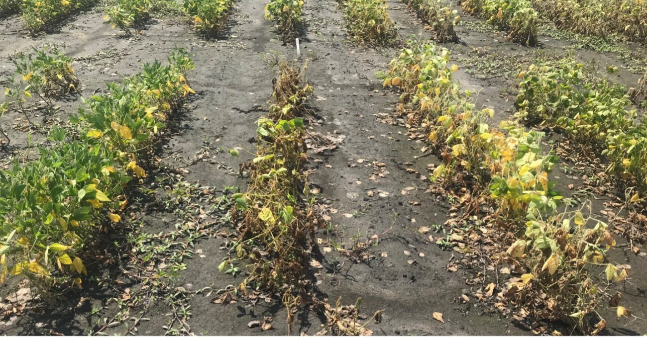 Genetics Help Soybeans Withstand Flooding, Waterlogged Soils - Research ...