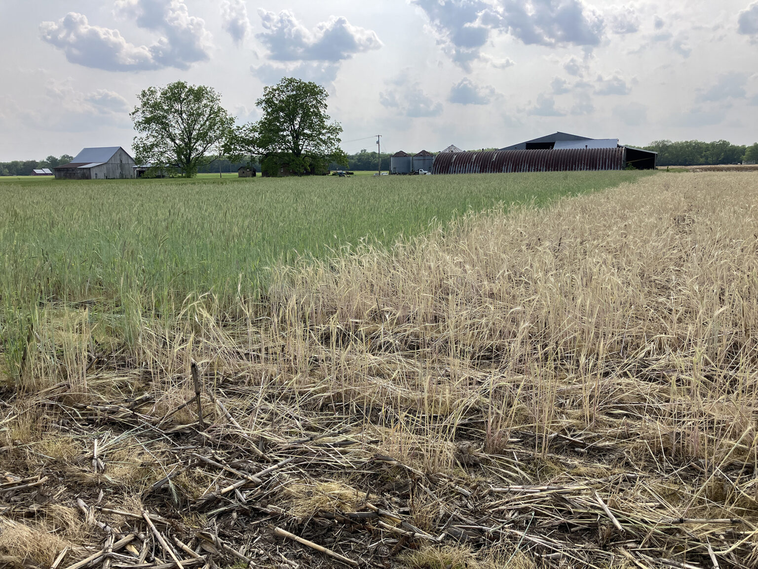 Refining Cover Crop Seeding Rates and Planting Dates Can Boost Farmer ...