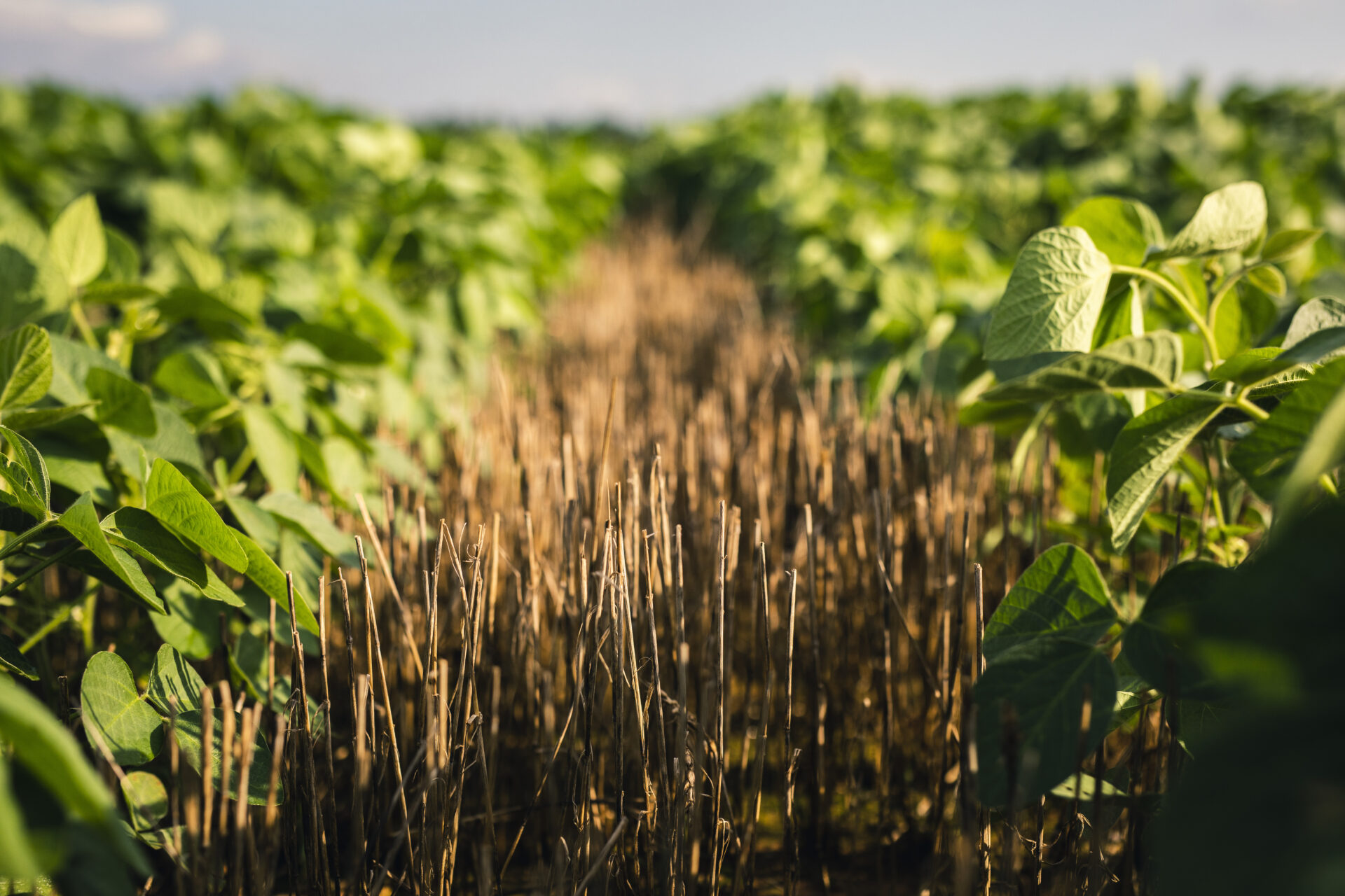 Double Cropping Soybean Recommendations in Wisconsin - Research ...