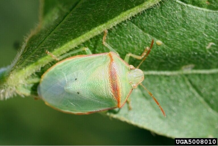 Assessing Stink Bug Strategies - Research Highlight - Soybean Research ...