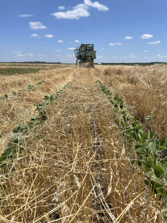 Soybean–Wheat Relay Cropping is a Possible Solution for Weed ...