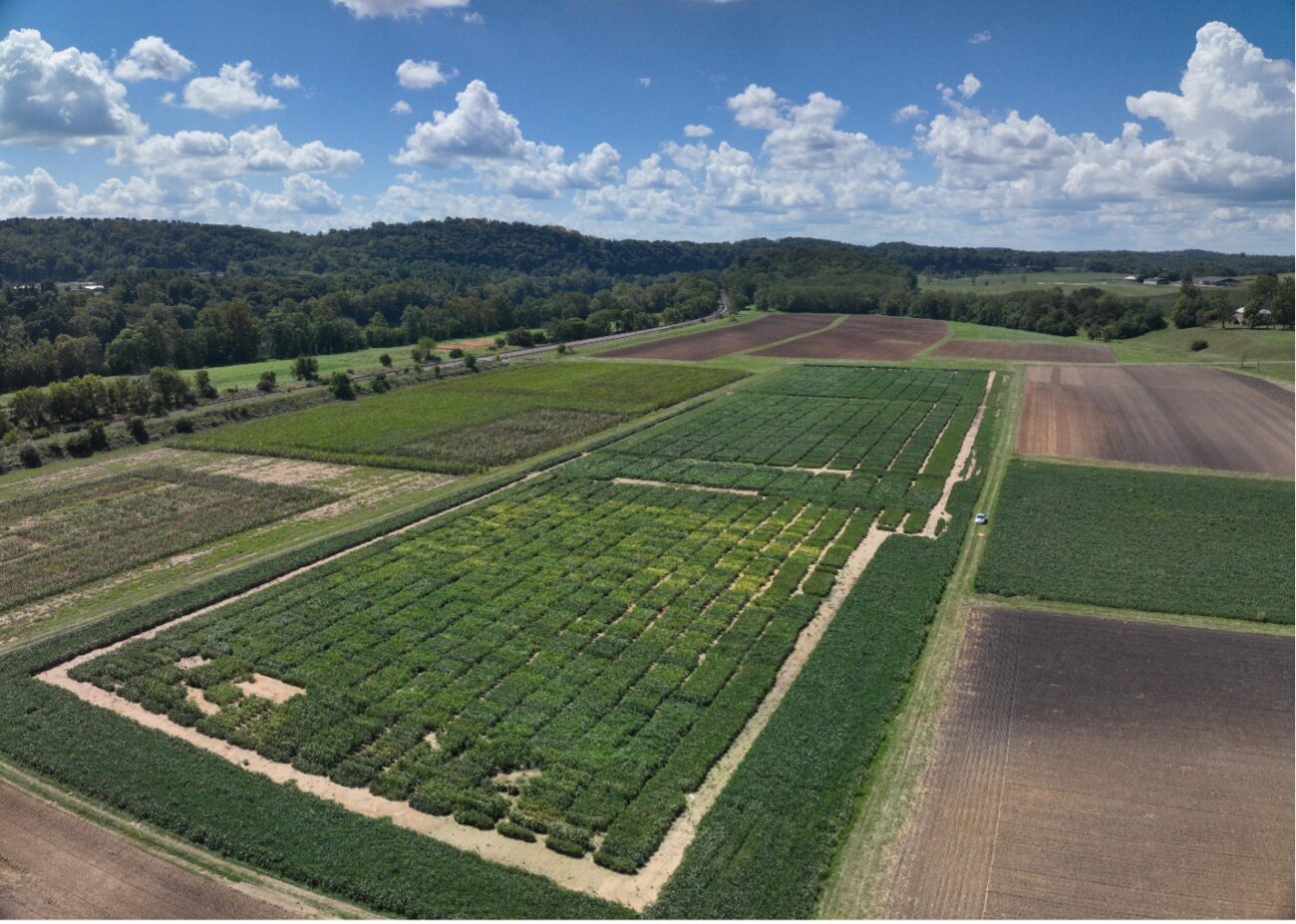 Applied Analytics Advance Soybean Breeding - Research Highlight ...