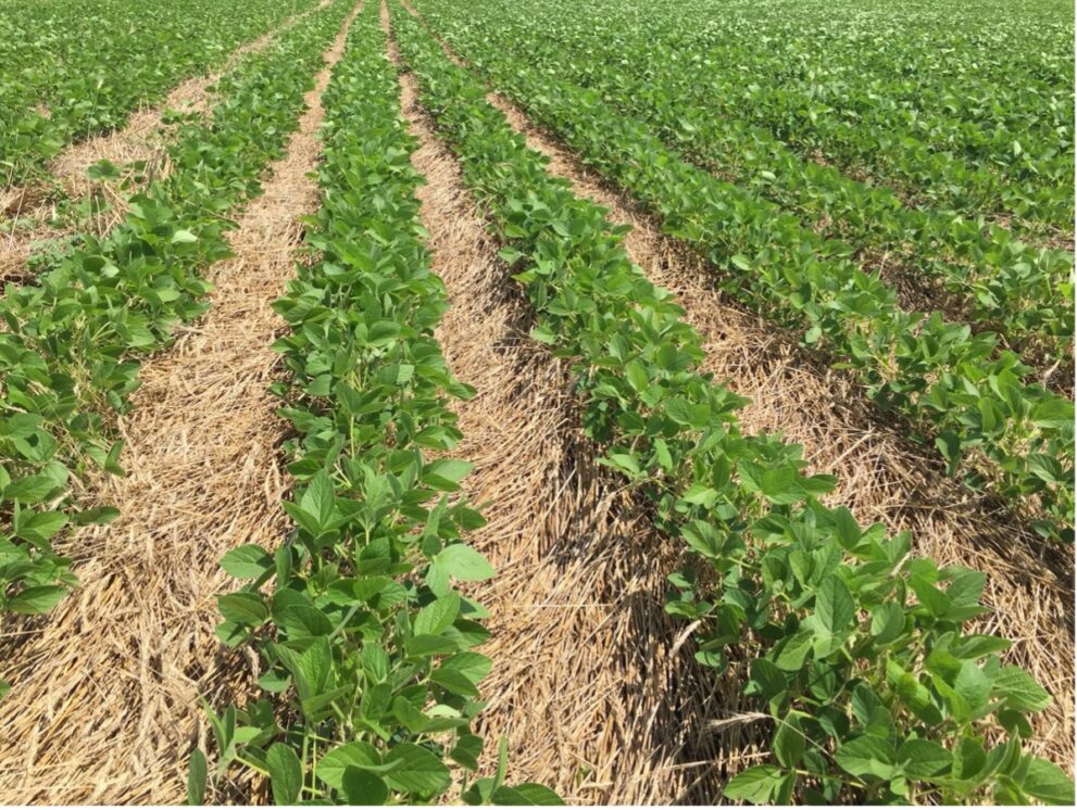 Healthy Soil, Happy Soybeans: Insights from Multi-State Research ...