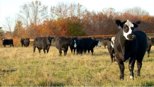 Soy Supplements Alleviate Fescue Toxicosis in Cattle - Research ...