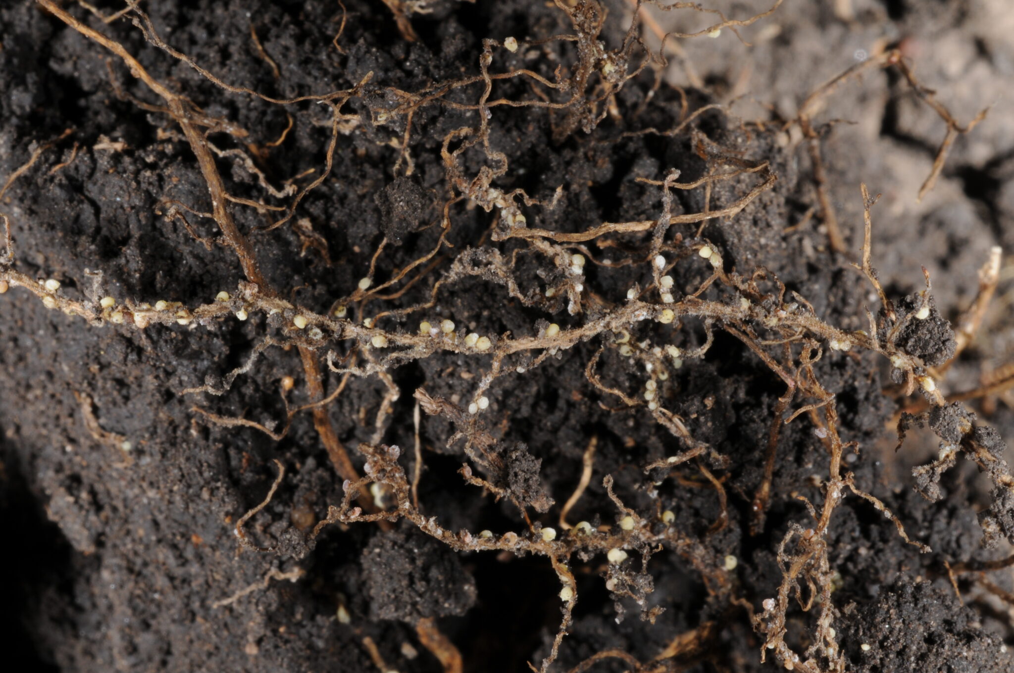 Research Identifies GmSNAP14 Gene Linked to Soybean Cyst Nematode ...